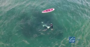 Watch: Kayaker’s awe-inspiring encounter with orca whale captured by ...