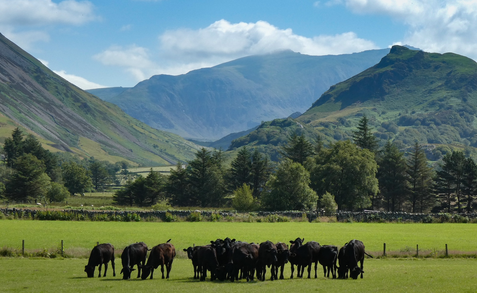 Snowdon Round - Welsh Black Cattle in Nantlle Valley - Adrian Pugh ...